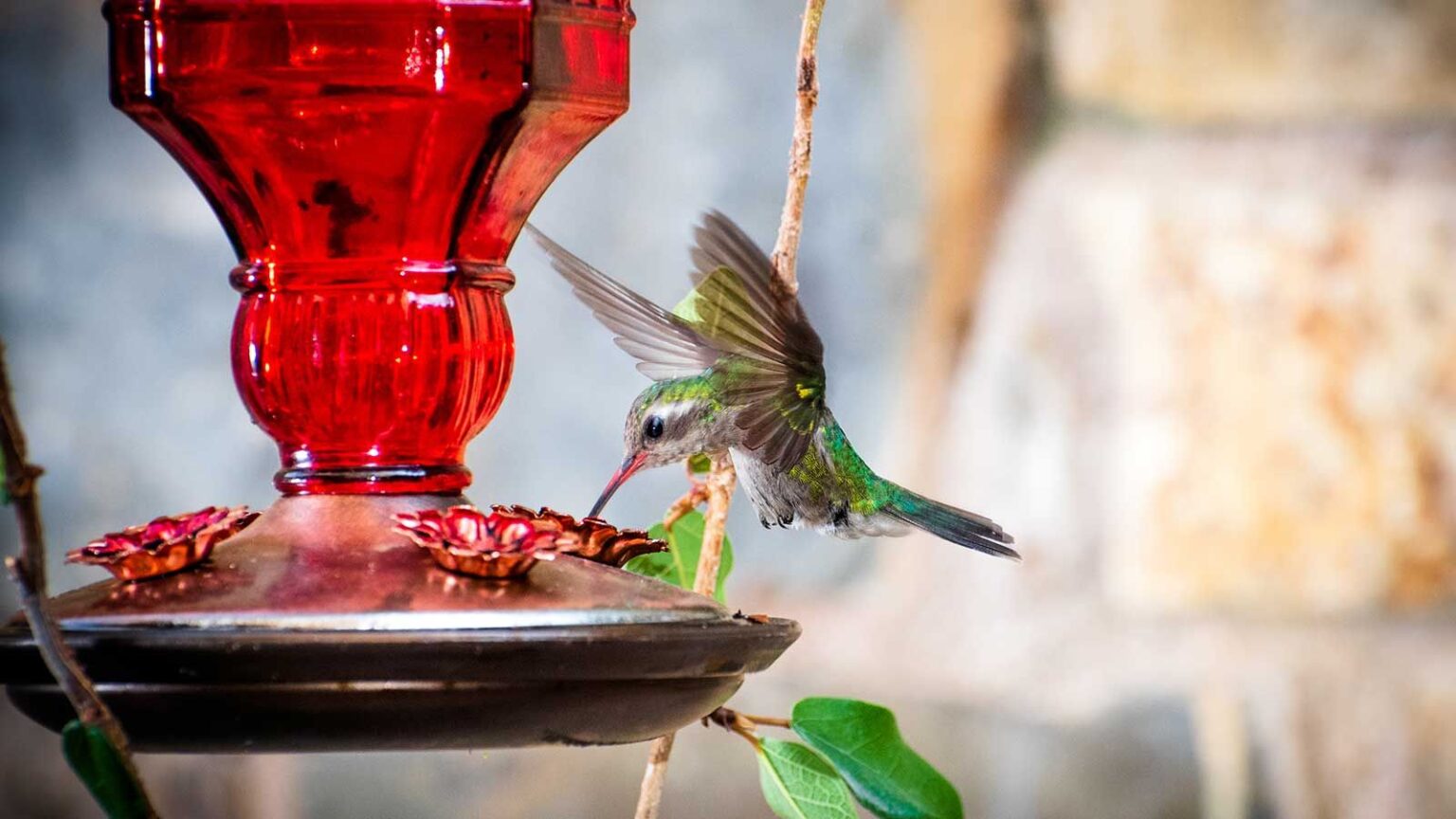 Dieses italienisch inspirierte Vogelhäuschen aus Glas ist ein Kolibri ...